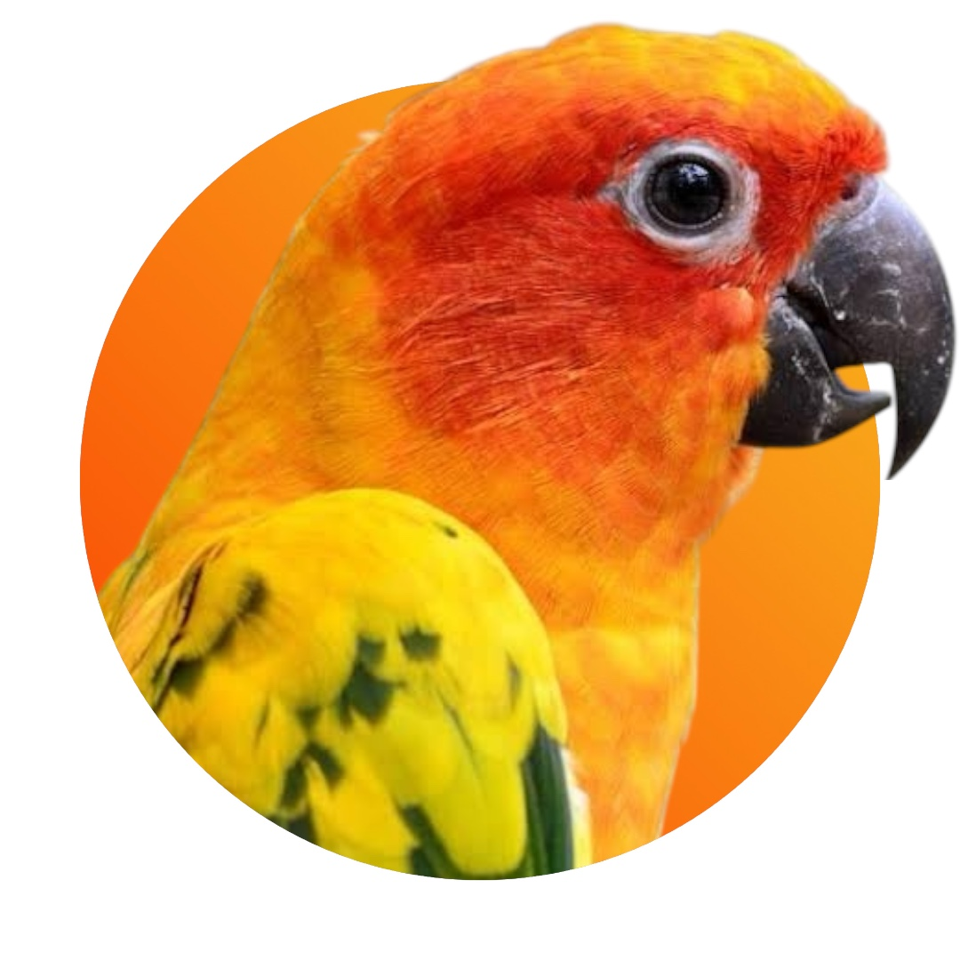 VoliKart : Explore the Ultimate Collection of Bird-Related Products